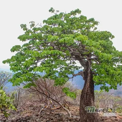Colección de fotos de la Zona Arqueológica de Chimalacatlán ubicada en ...