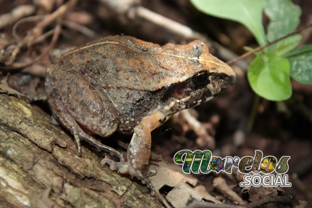 Craugastor augusti en su hábitat natural - Morelos.social