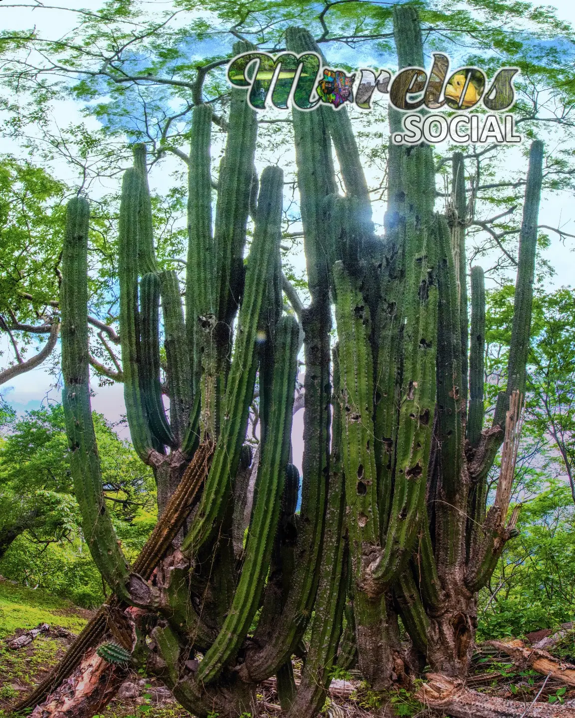 Organos a los alrededores de la zona arqueológica de Chimalacatlan ...